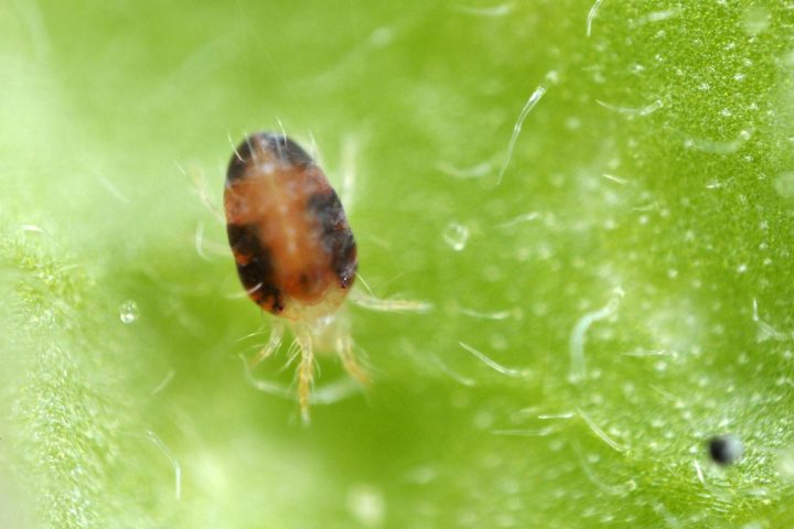 Strawberry Bugs and Pests + How to Fight Them – Strawberry Plants