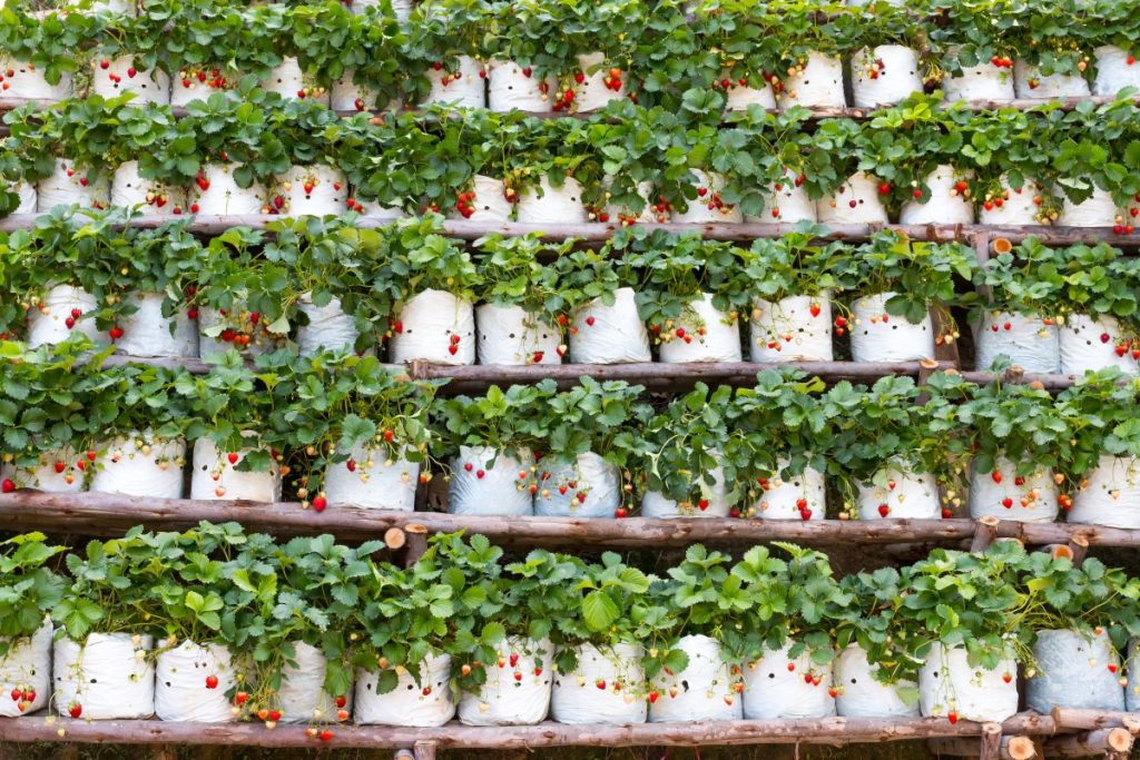 11 Ways to Protect Your Strawberry Garden From Rodents – Strawberry Plants