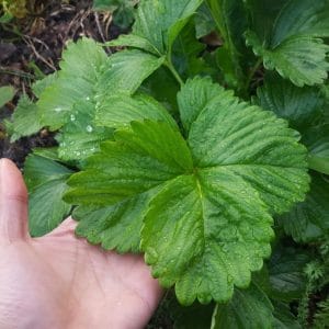19 Ways to Use—Not Waste—Strawberry Tops – Strawberry Plants