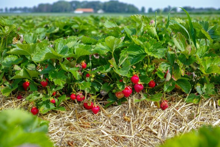 7 Reasons Why Your Strawberry Plant Isn’t Flowering – Strawberry Plants