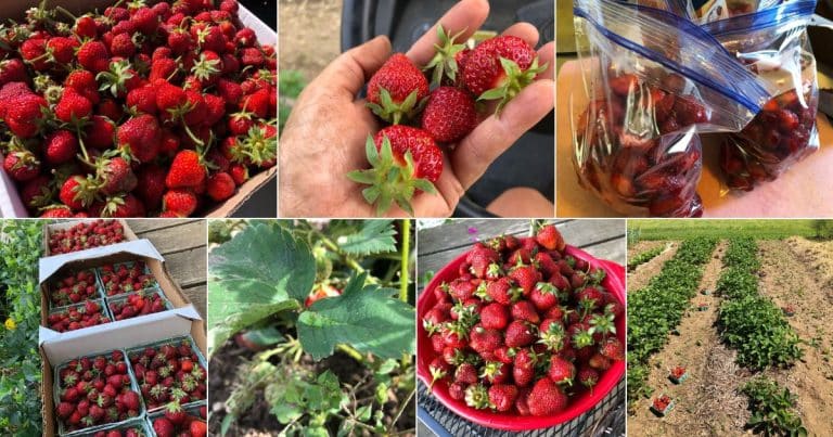 20 Top Strawberry Harvesting Tips – Strawberry Plants