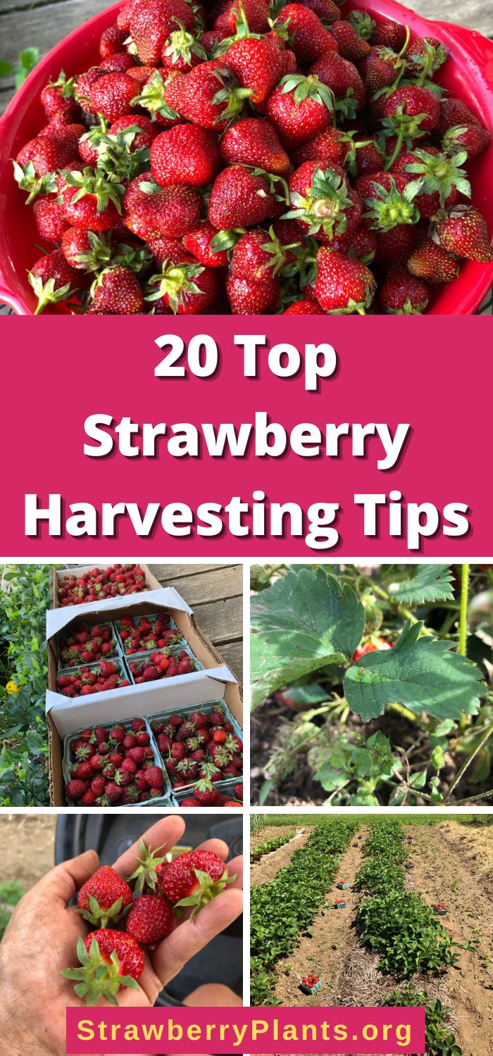 20 Top Strawberry Harvesting Tips – Strawberry Plants
