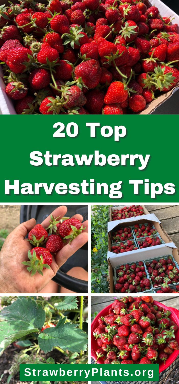 20 Top Strawberry Harvesting Tips – Strawberry Plants