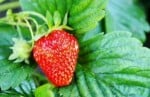 Strawberry Plants Producing Runners but no Strawberries?