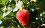 Fall Strawberry Plants (All You Need to Know)