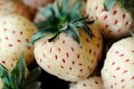 Pineberry & Pineberries (All You Need To Know)