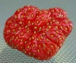 Deformed Strawberries – Strawberry Plants . org
