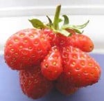 Deformed Strawberries – Strawberry Plants . org