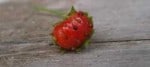 Deformed Strawberries – Strawberry Plants . org