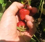 Strawberry Picking (Guide) – Strawberry Plants . org