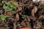 Are Dried Up Strawberry Plants Dead? – Strawberry Plants . org