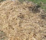 Mulching Strawberry Plants with Straw for Winter