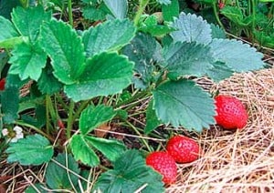 Recommended Strawberry Varieties for Canada – Strawberry Plants . org