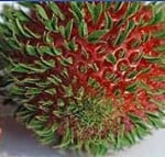 Seeds on My Strawberry Sprouting While Still on the Strawberry?