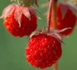 What Causes Small Strawberries? – Strawberry Plants . org