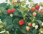 Delizz Strawberry Plants & Seeds – Strawberry Plants . org