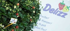 Delizz Strawberry Plants & Seeds – Strawberry Plants . org