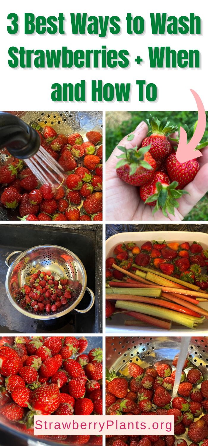 3 Best Ways to Wash Strawberries + When and How To – Strawberry Plants