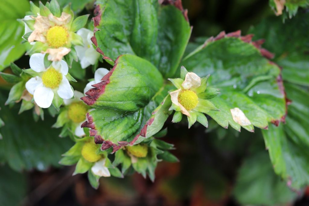 15 Things Your Strawberry Leaves Are Telling You – Strawberry Plants