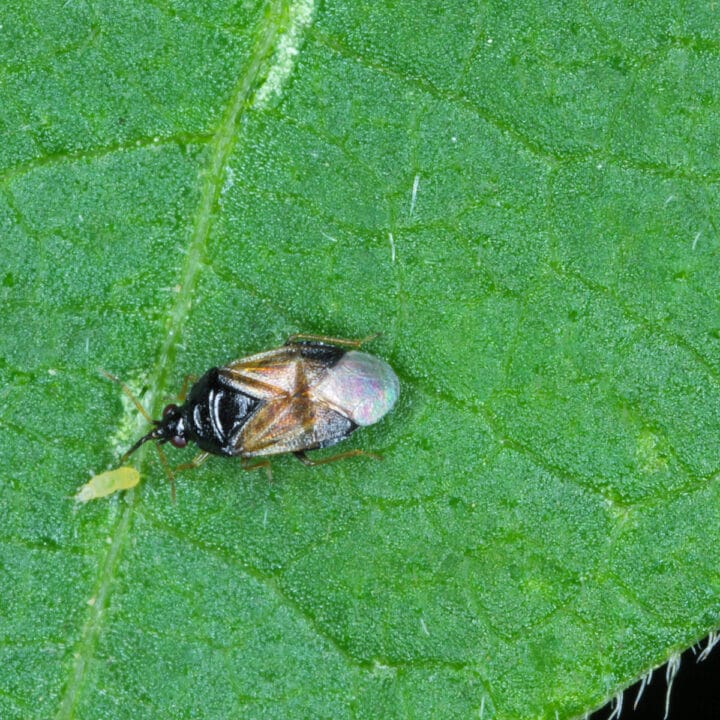 7 Pests You'll Want in Your Strawberry Garden – Strawberry Plants