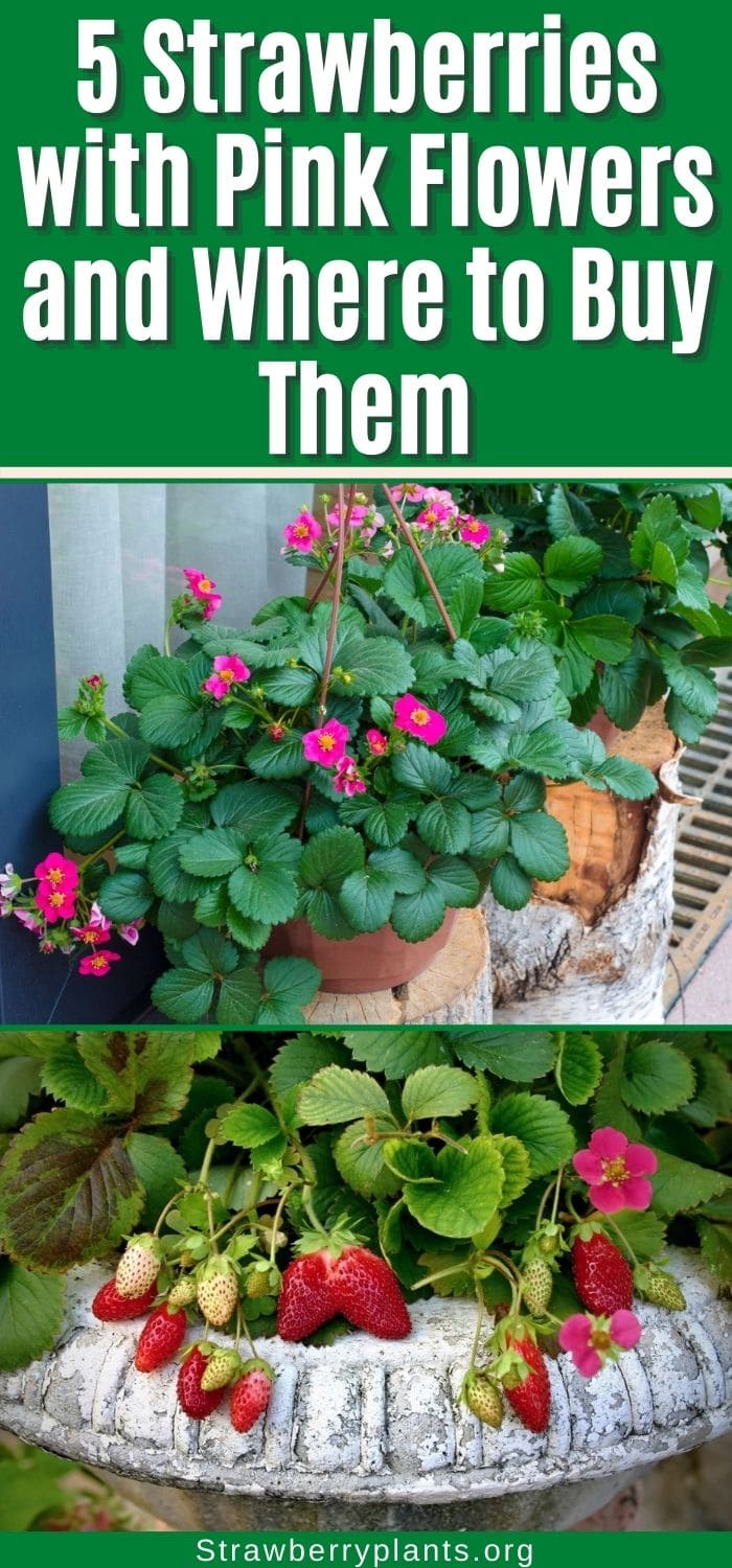 5 Strawberries with Pink Flowers and Where to Buy Them – Strawberry Plants
