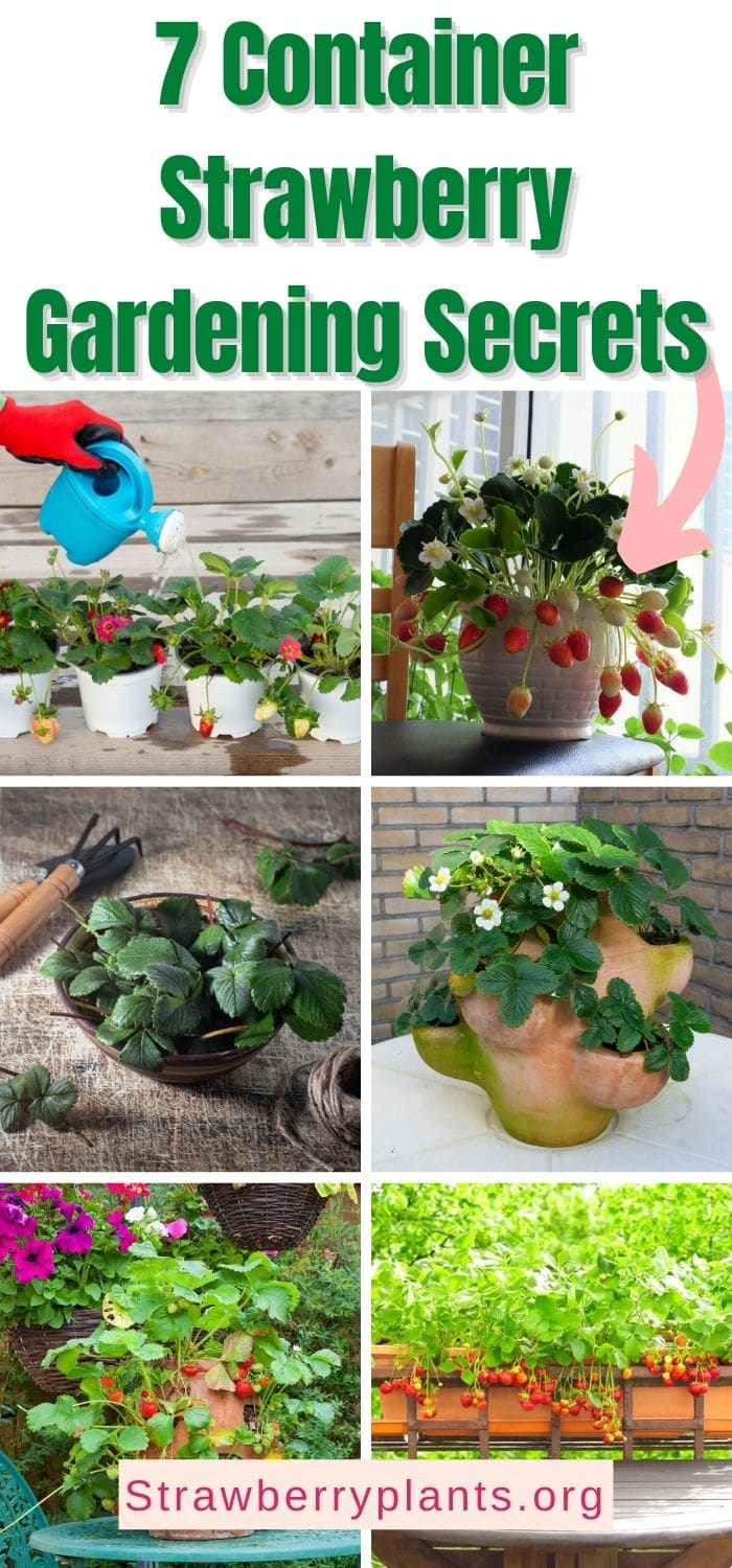 7 Container Strawberry Gardening Tips to Implement Today – Strawberry Plants
