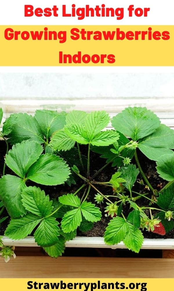 Best Lighting for Growing Strawberries Indoors (Complete Guide)