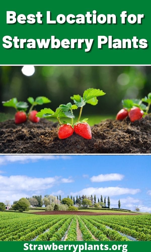 Best Location for Strawberry Plants – Strawberry Plants