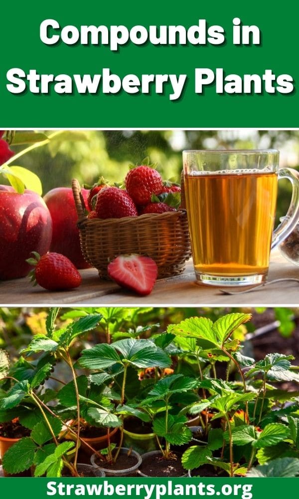 Compounds in Strawberry Plants – Strawberry Plants