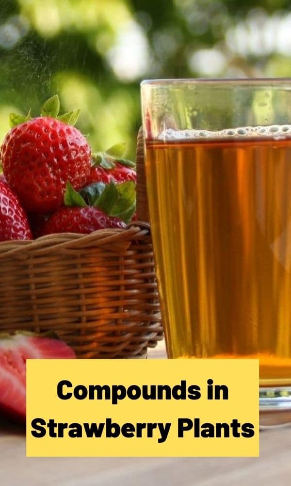 Compounds in Strawberry Plants – Strawberry Plants