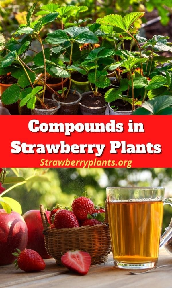 Compounds in Strawberry Plants – Strawberry Plants