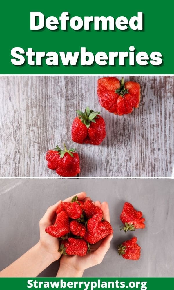 Deformed Strawberries – Strawberry Plants