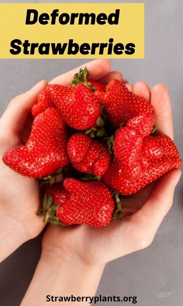 Deformed Strawberries – Strawberry Plants