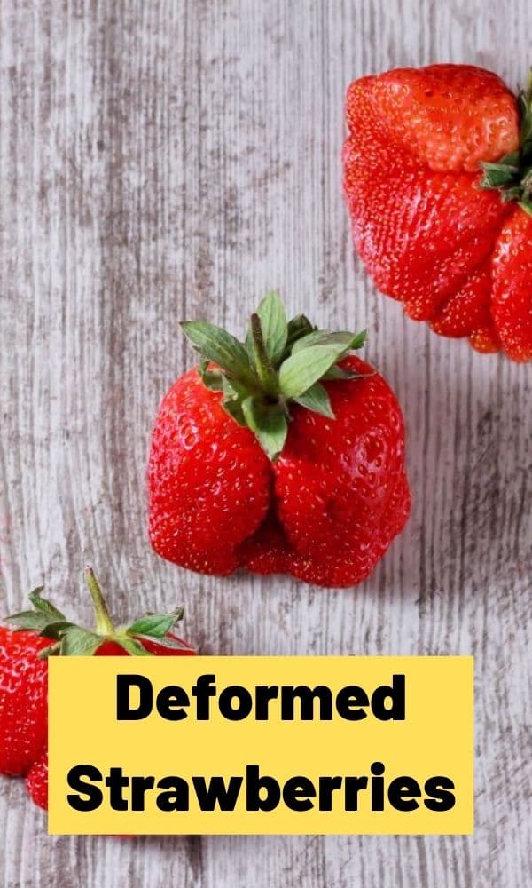 Deformed Strawberries – Strawberry Plants