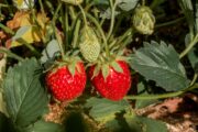 Delizz Strawberry Plants & Seeds – Strawberry Plants