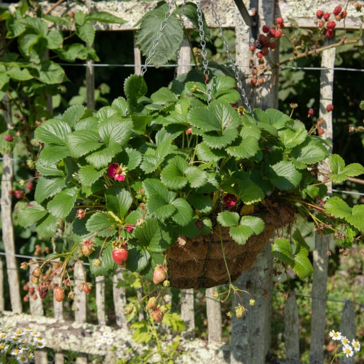 Recommended Strawberry Varieties by State (Updated 2022)