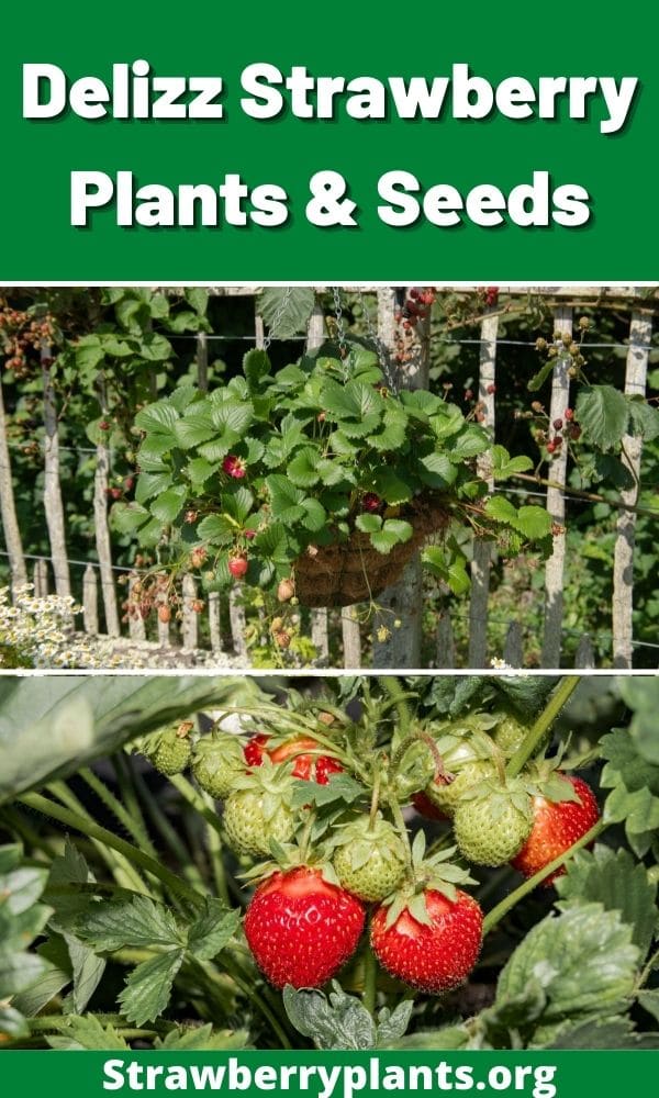 Delizz Strawberry Plants & Seeds – Strawberry Plants