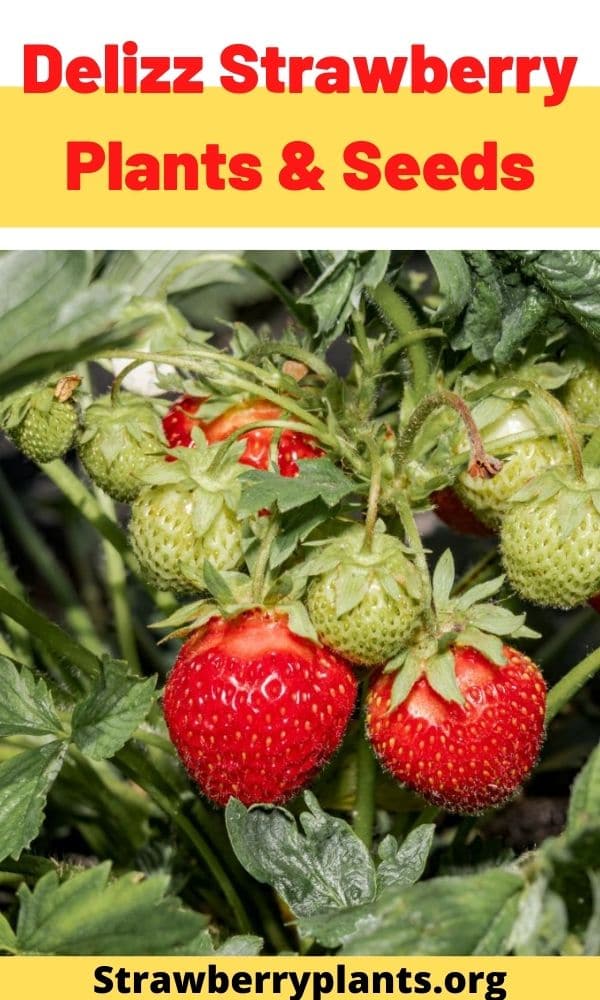 Delizz Strawberry Plants & Seeds – Strawberry Plants