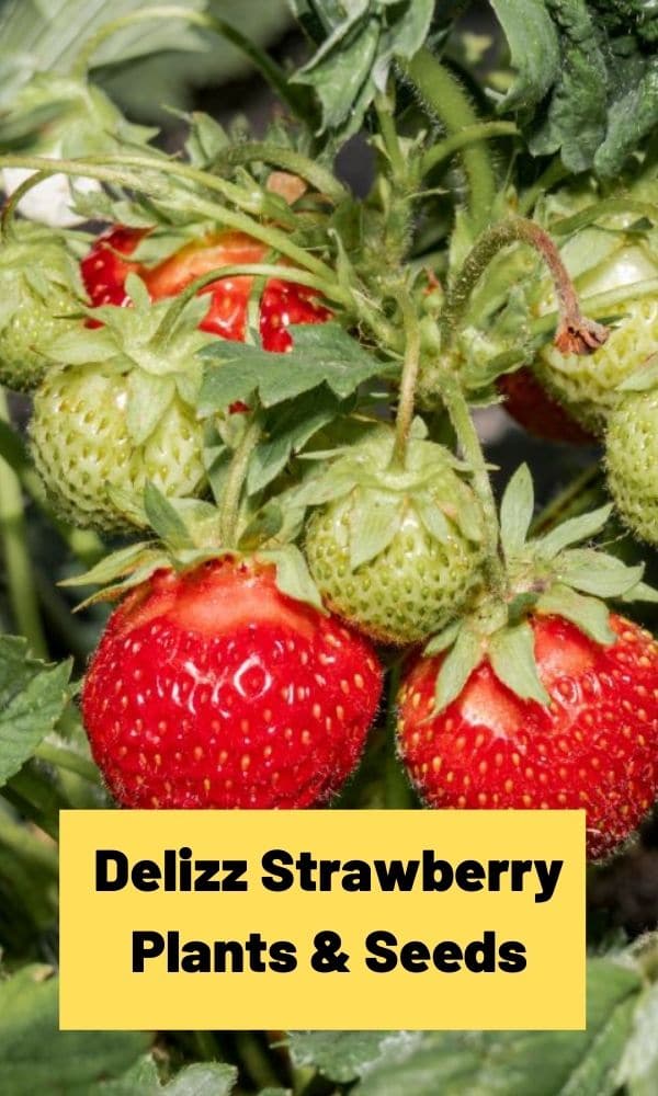 Delizz Strawberry Plants & Seeds – Strawberry Plants