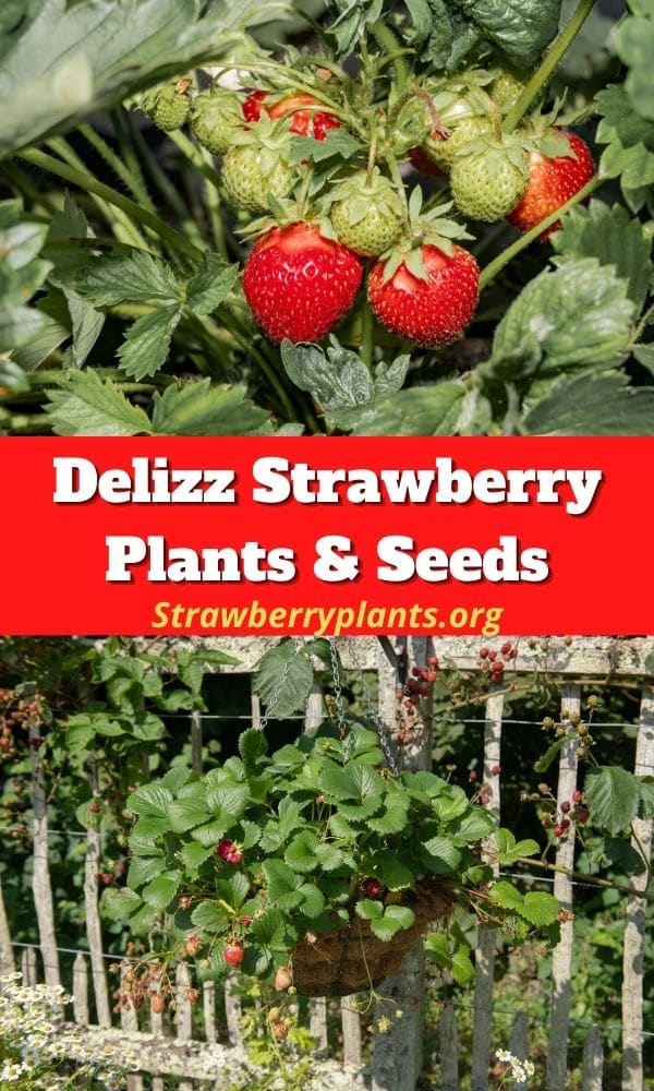 Delizz Strawberry Plants & Seeds – Strawberry Plants