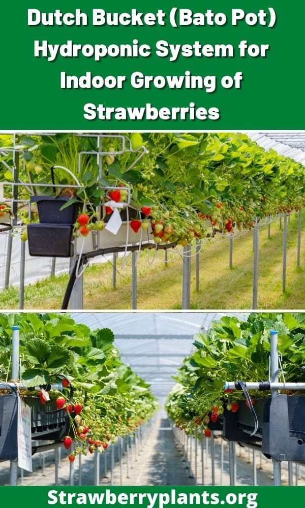Dutch Bucket (Bato Pot) System for Indoor Growing of Strawberries