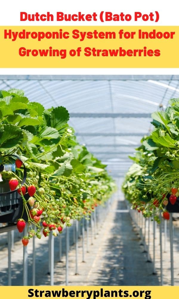 Dutch Bucket (Bato Pot) System for Indoor Growing of Strawberries