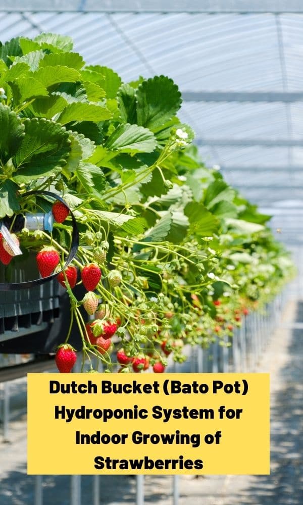 Dutch Bucket (Bato Pot) System for Indoor Growing of Strawberries