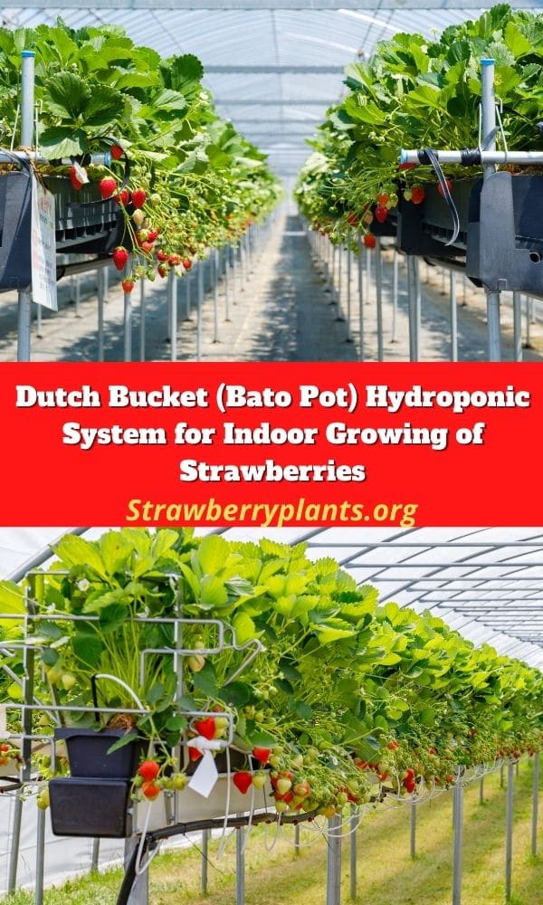 Dutch Bucket (Bato Pot) System for Indoor Growing of Strawberries