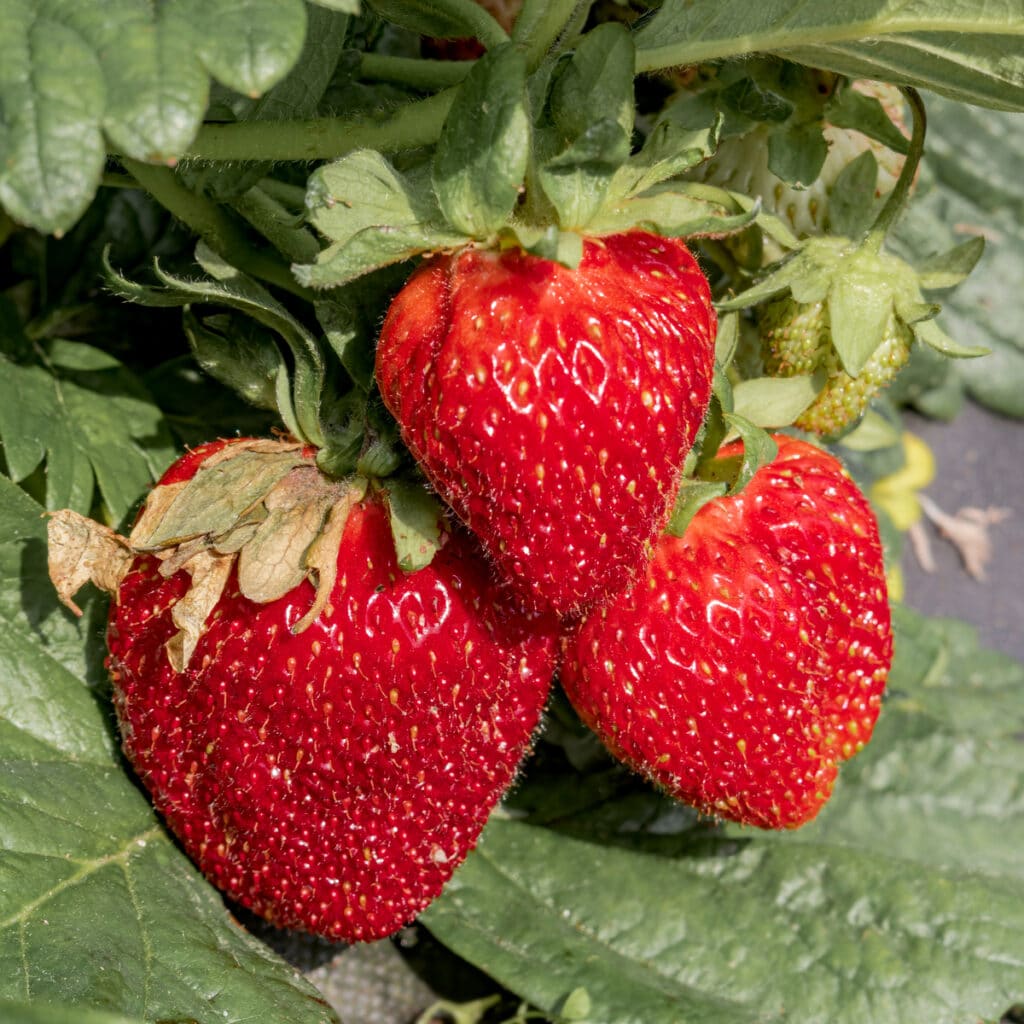 Recommended Strawberry Varieties by State (Updated 2022)