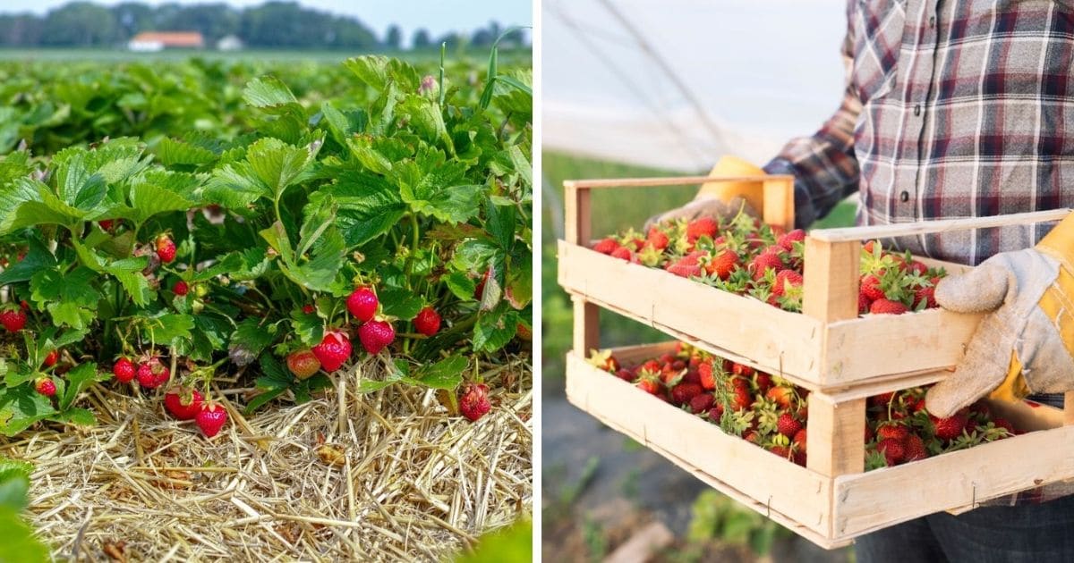 First Year Strawberry Production? – Strawberry Plants