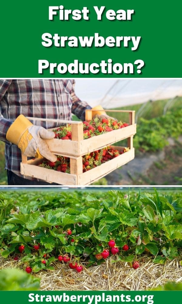 First Year Strawberry Production? – Strawberry Plants