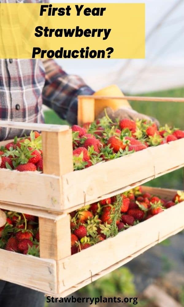First Year Strawberry Production? – Strawberry Plants