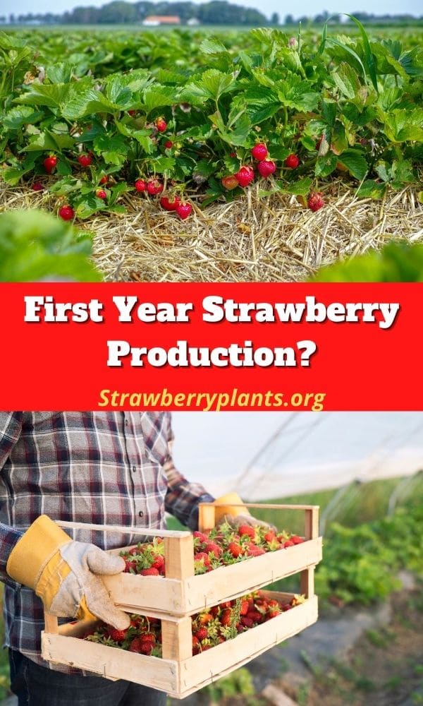 First Year Strawberry Production? – Strawberry Plants