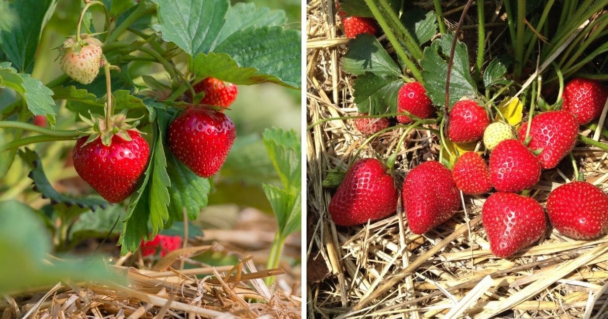 Flavorfest Strawberry Variety – Strawberry Plants